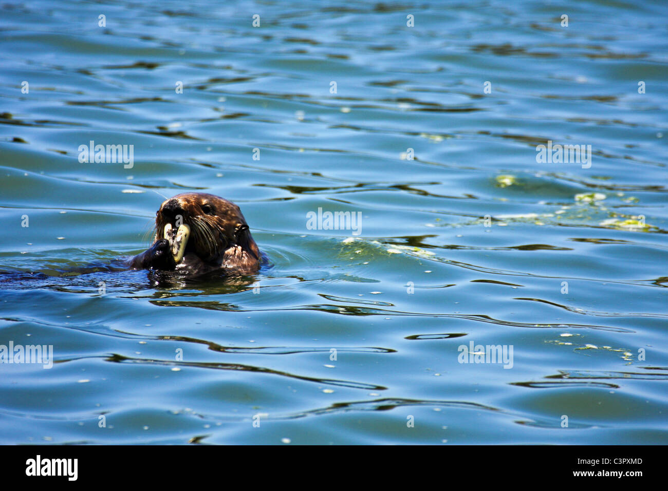 Elkhorn slough, hi-res stock photography and images - Alamy
