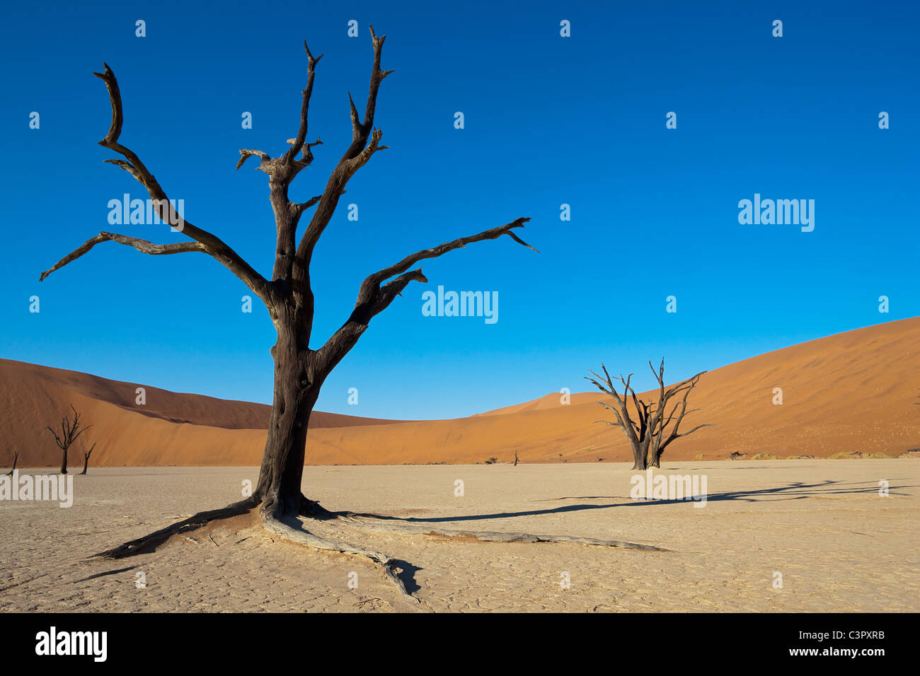 Africa, Namibia, Namib Naukluft National Park, Dead tree in namib ...