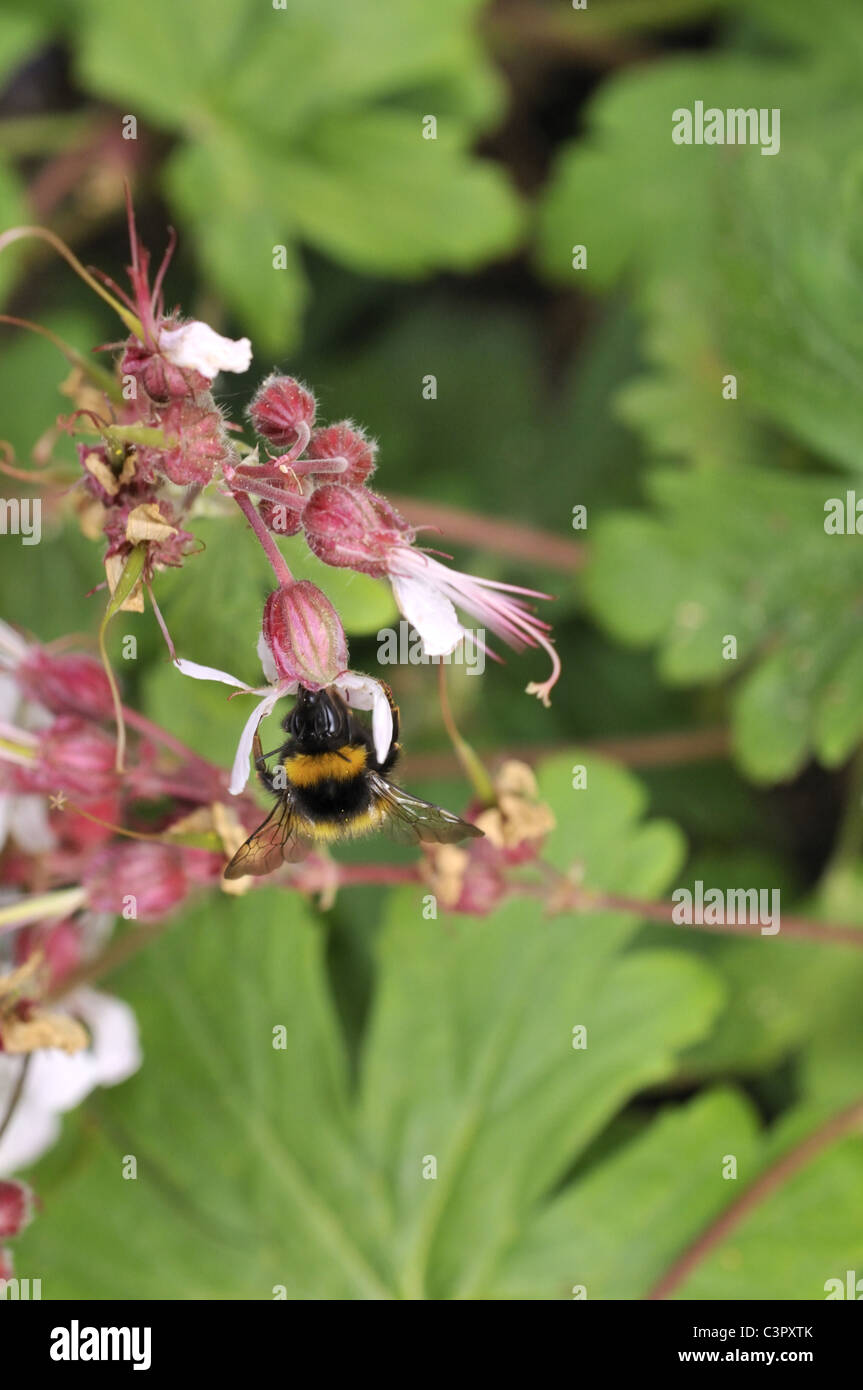 Bee on Geranium macrorrhizum in a suburban English garden in spring ...
