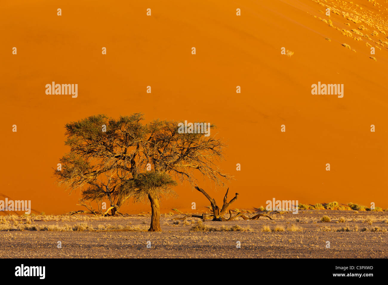 Camel thorn tree in image hi-res stock photography and images - Alamy
