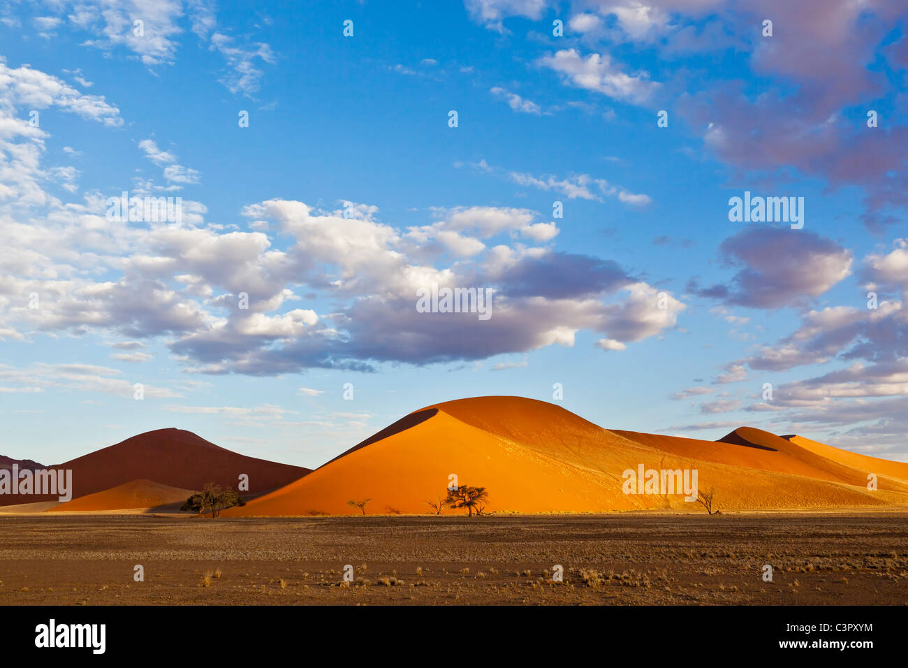 Africa, Namibia, Namib Desert, View of sand dunes and camel thorn tree ...