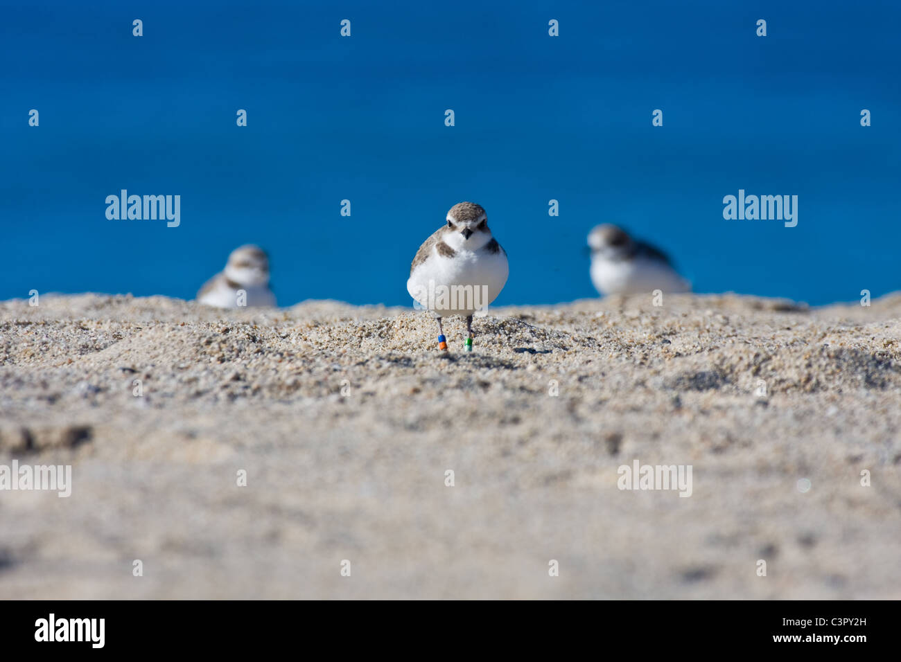 Western Snowy Plovers on Carmel River Beach, California Stock Photo - Alamy