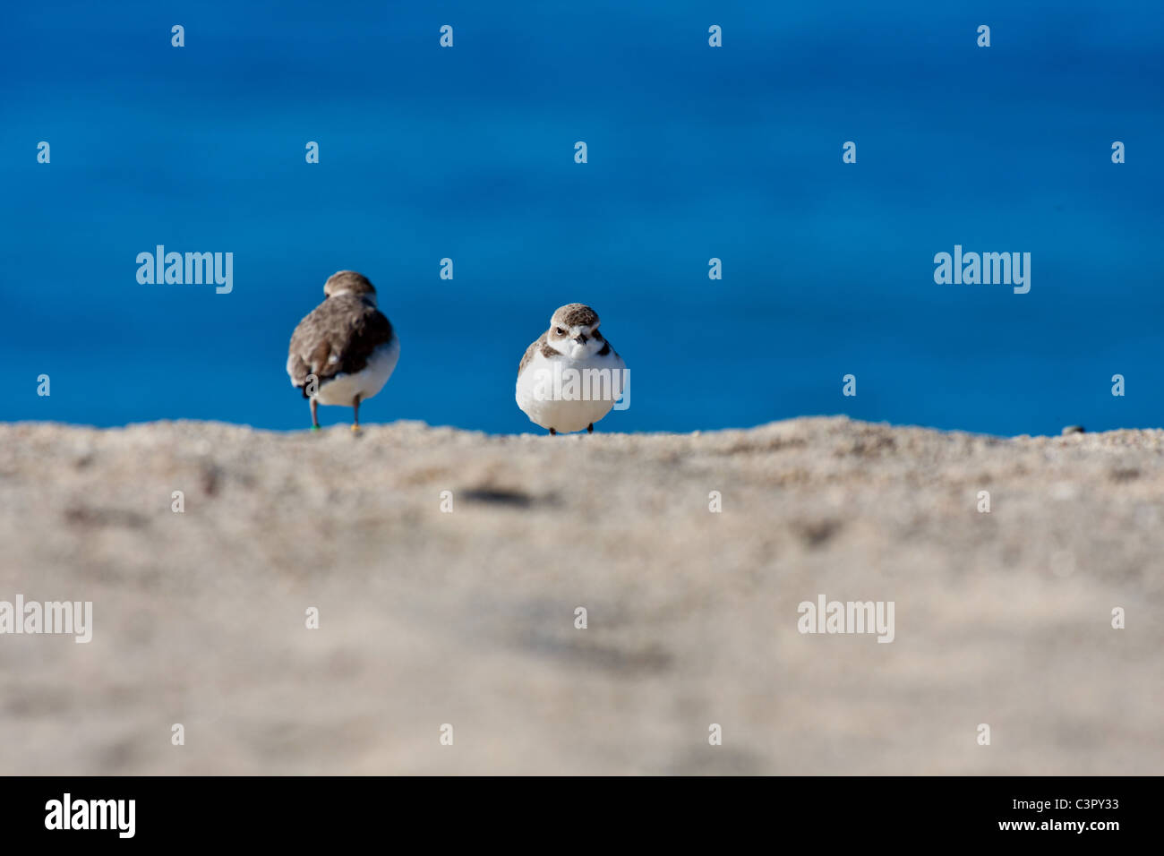 Western snowy plovers hi-res stock photography and images - Alamy
