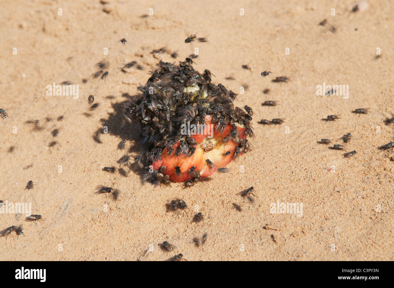 Jordan insects hi-res stock photography and images - Alamy