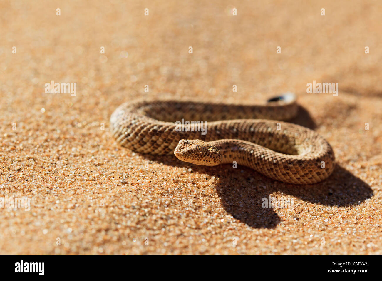 Bitis hi-res stock photography and images - Alamy