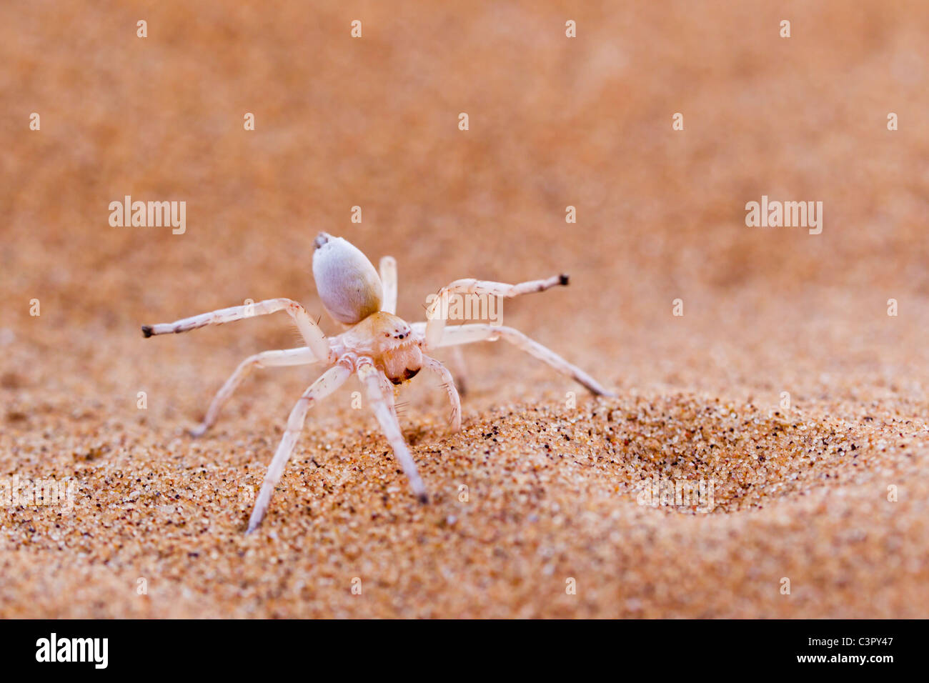Desert spider hi-res stock photography and images - Alamy