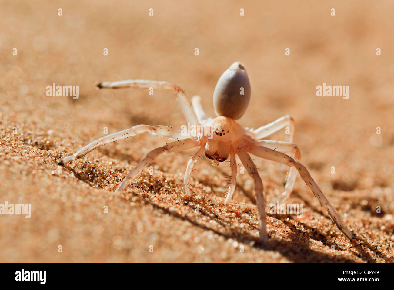 Dancing lady spider hi-res stock photography and images - Alamy