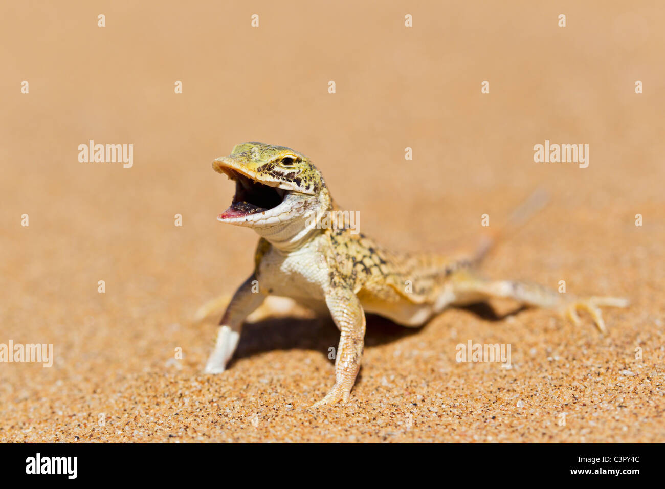 Africa, Namibia, Shovel-snouted lizard in namib desert Stock Photo ...