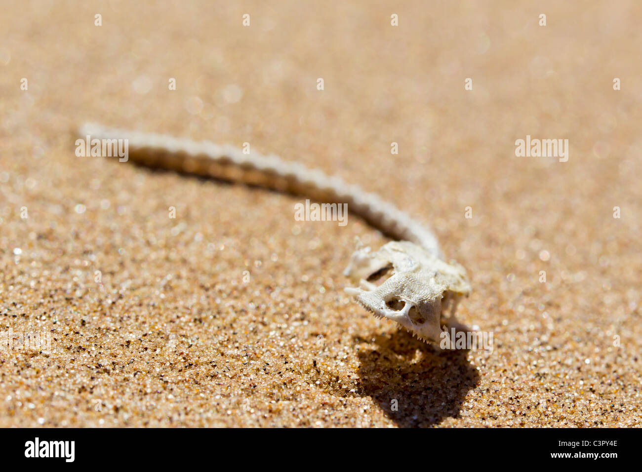 Lizard Skeleton High Resolution Stock Photography and Images - Alamy