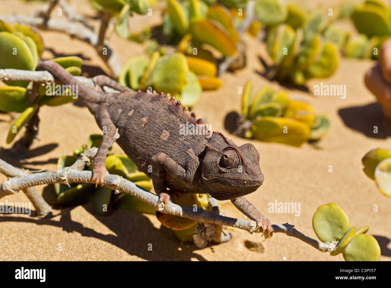 Desert chameleon hi-res stock photography and images - Alamy