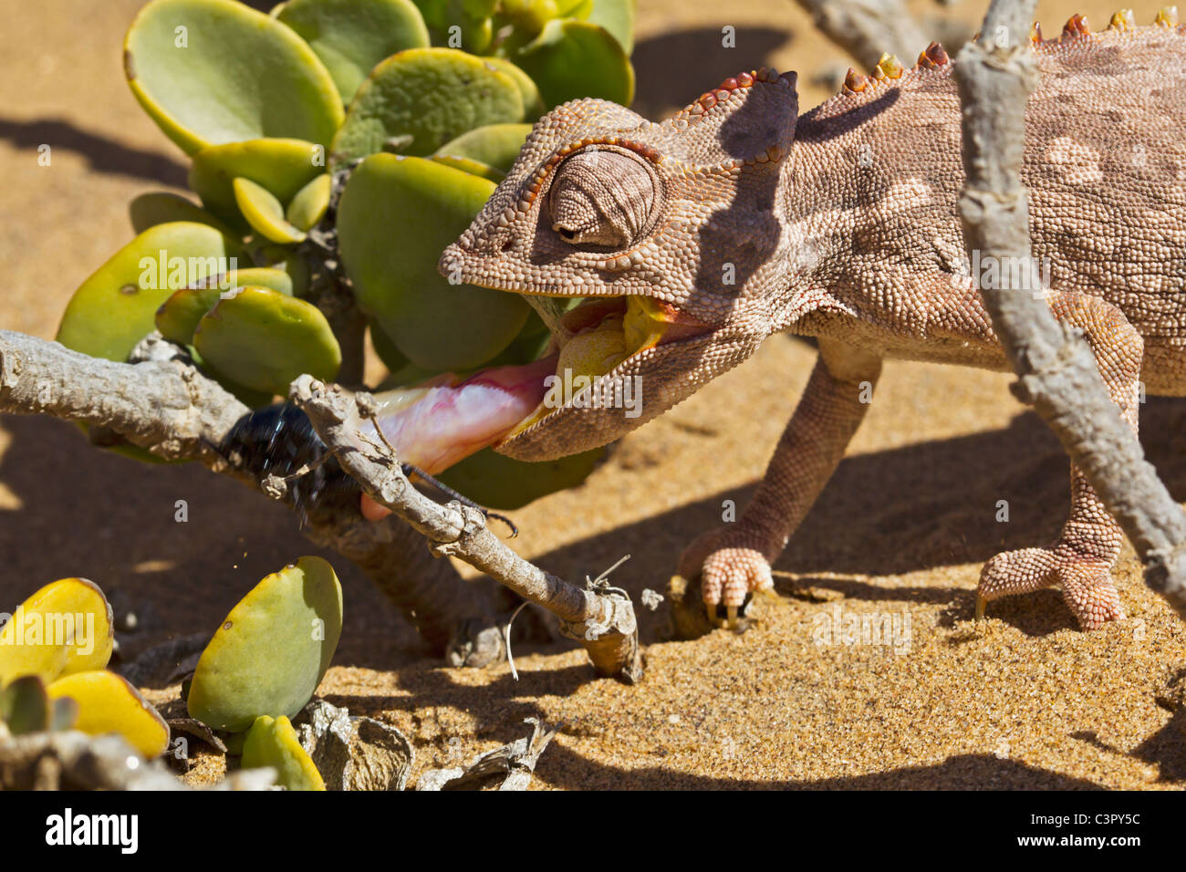 Chameleon Catching Insect Stock Photos & Chameleon Catching Insect ...