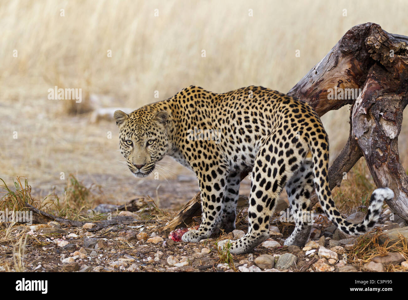 Focus leopard hi-res stock photography and images - Alamy
