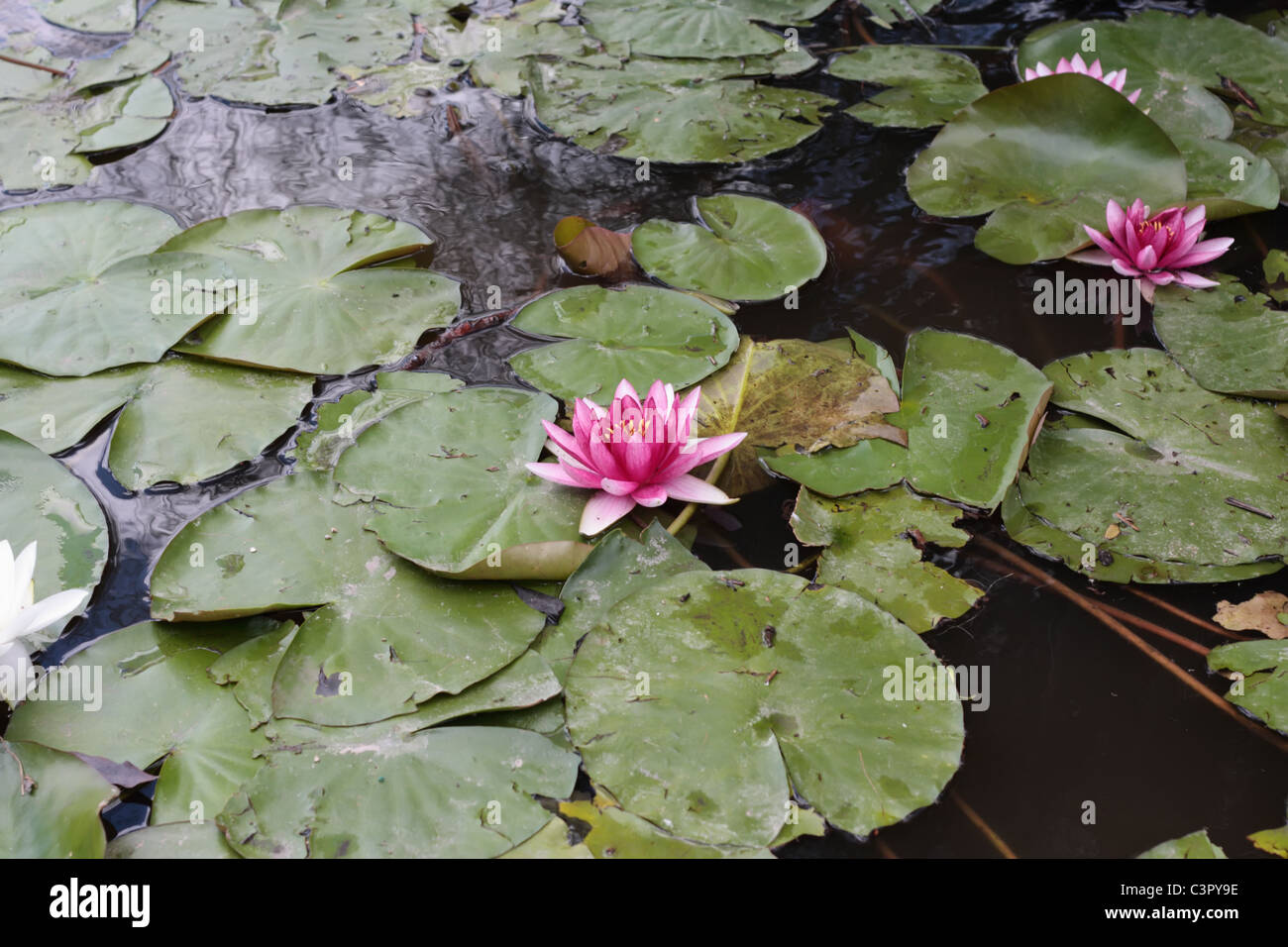 Indian water lilies hi-res stock photography and images - Alamy