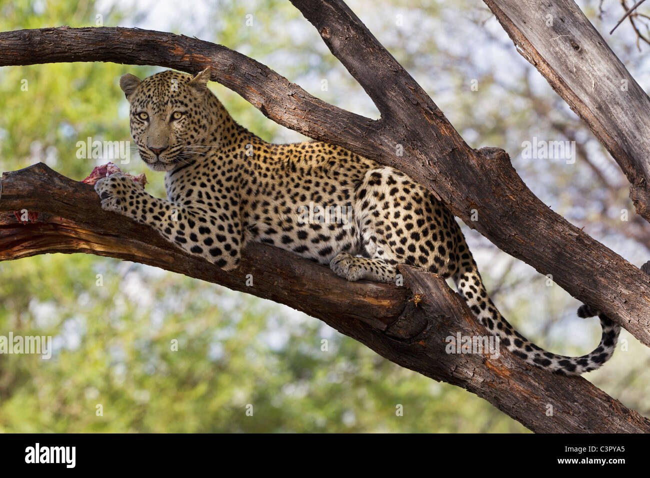 Leopard lying on tree trunk hi-res stock photography and images - Alamy
