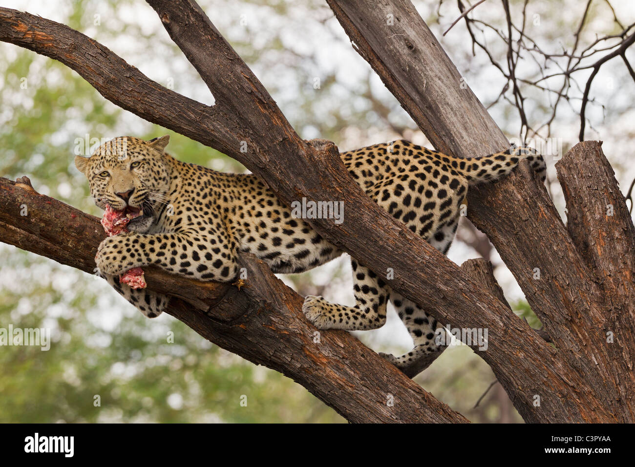 Leopard lying on tree trunk hi-res stock photography and images - Alamy