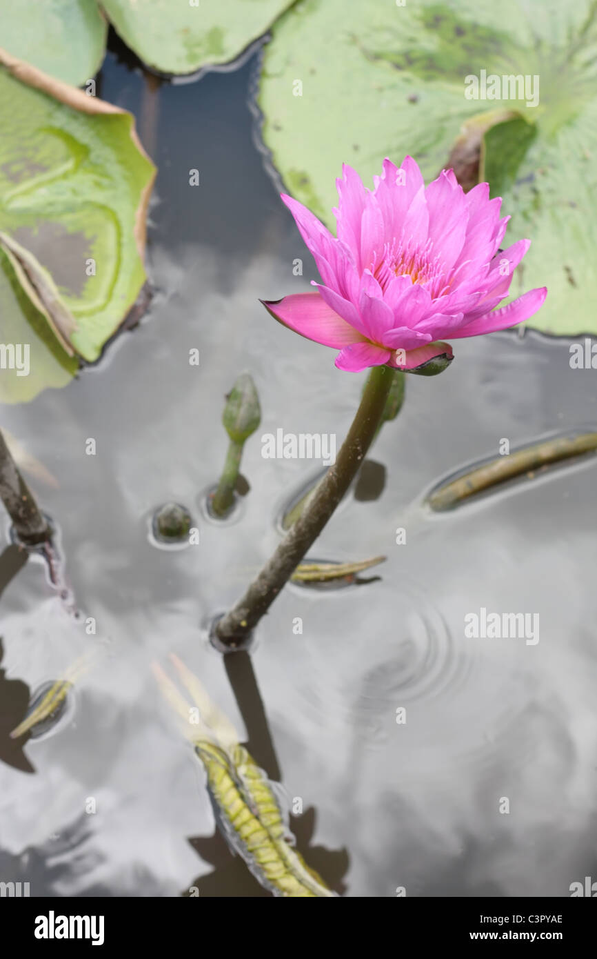 Single Flower Large Leaves High Resolution Stock Photography and Images ...