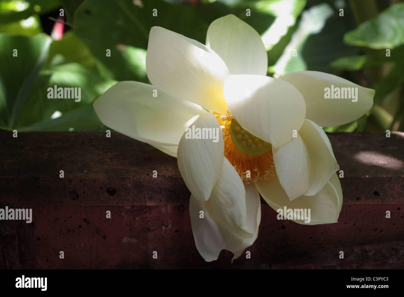 Sun Kissed White Lotus Flower Stock Photo - Alamy