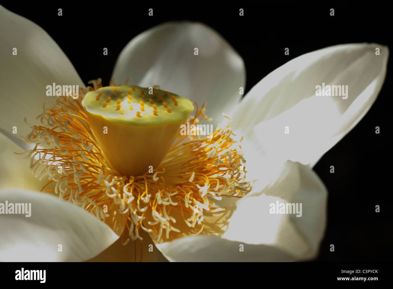 Lotus Flower Macro, Under Intense Noon Sunlight Stock Photo - Alamy
