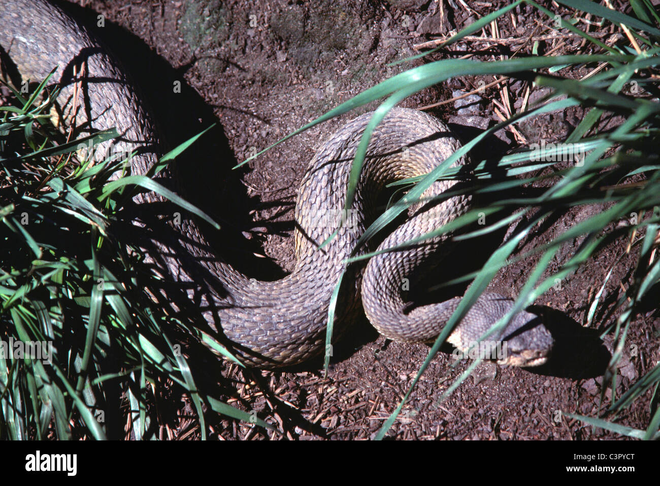 Bullsnake (Pituophis catenifer sayi), Snake slithering through Grass ...