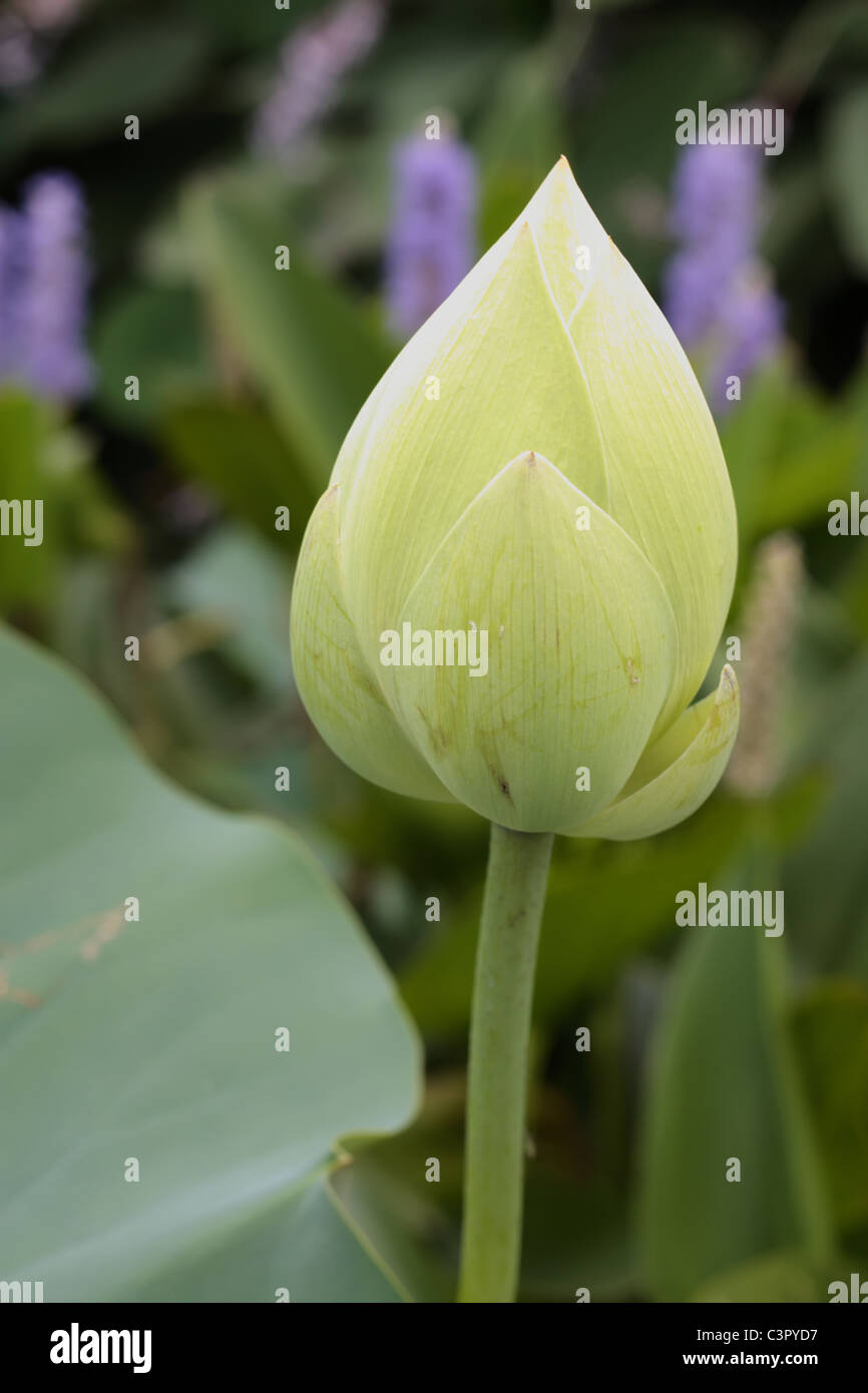 Lotus Flower Bloom, Ready to Open Up Stock Photo - Alamy