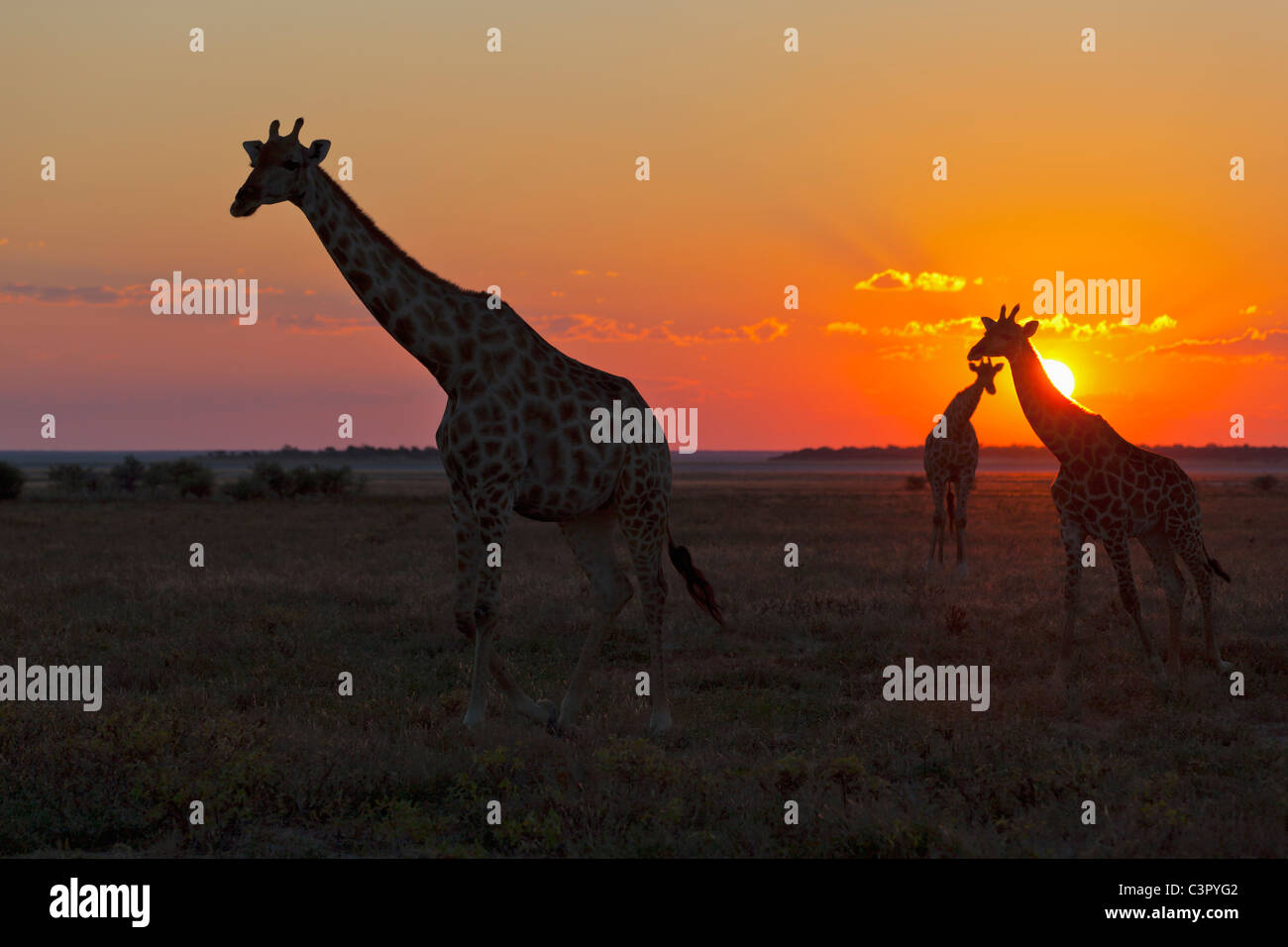 Giraffe Sunset Sun High Resolution Stock Photography and Images - Alamy