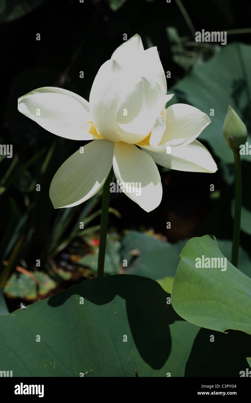 White Lotus Flower, Bright under the Sun Stock Photo - Alamy