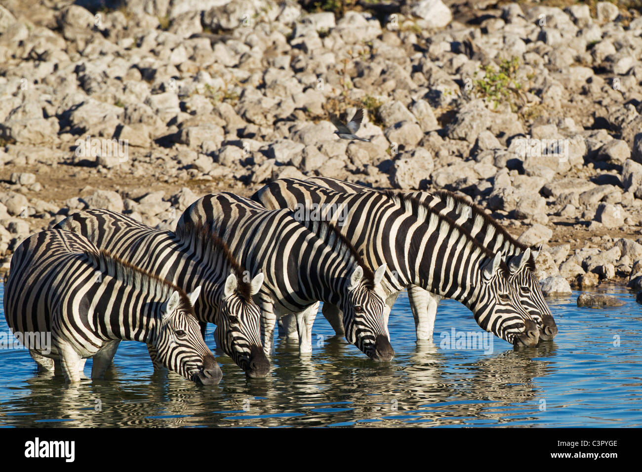 Africa, Namibia, Burchell's zebra drink water from waterhole in etosha ...