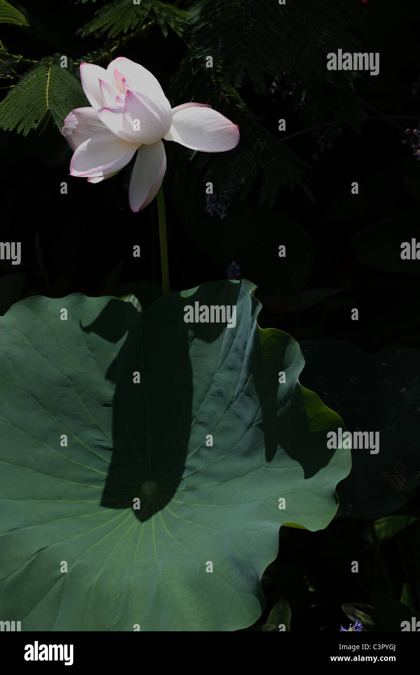 White Lotus Flower and its shadow on its large Leave Stock Photo - Alamy