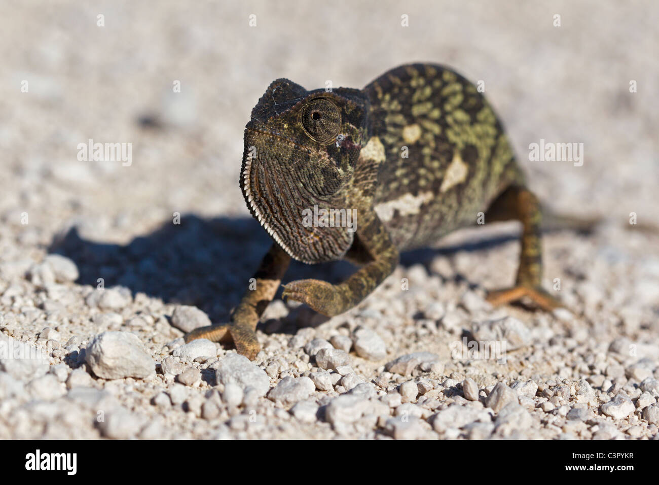 Chamaeleon chamaeleon chamaeleon hi-res stock photography and images ...
