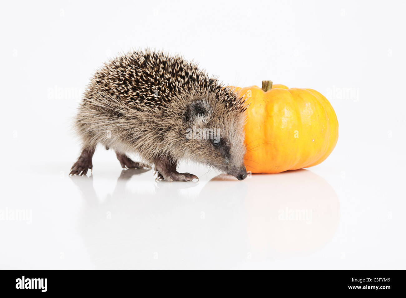 Hedgehog with squash on white background Stock Photo - Alamy