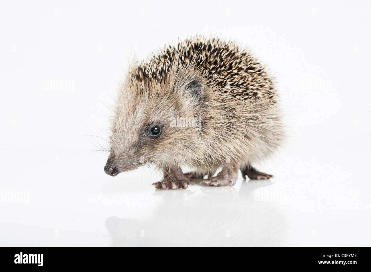 Hedgehog on white background Stock Photo - Alamy