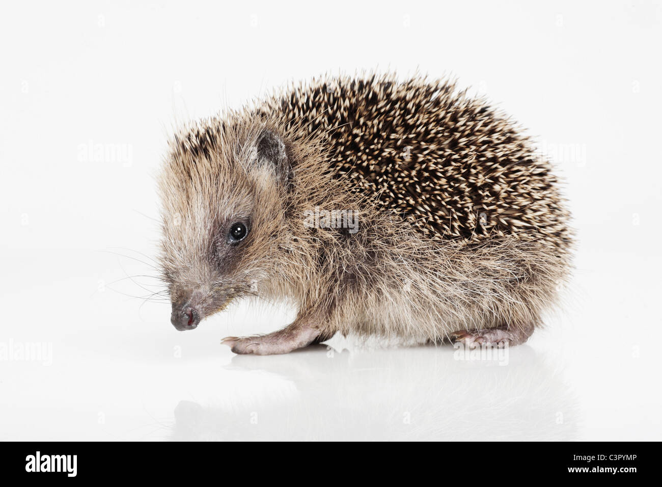 Hedgehog on white background Stock Photo - Alamy