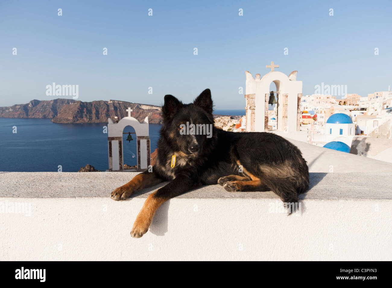 Europe, Greece, Cyclades, Santorini, Dog in the streets of Oia Stock ...
