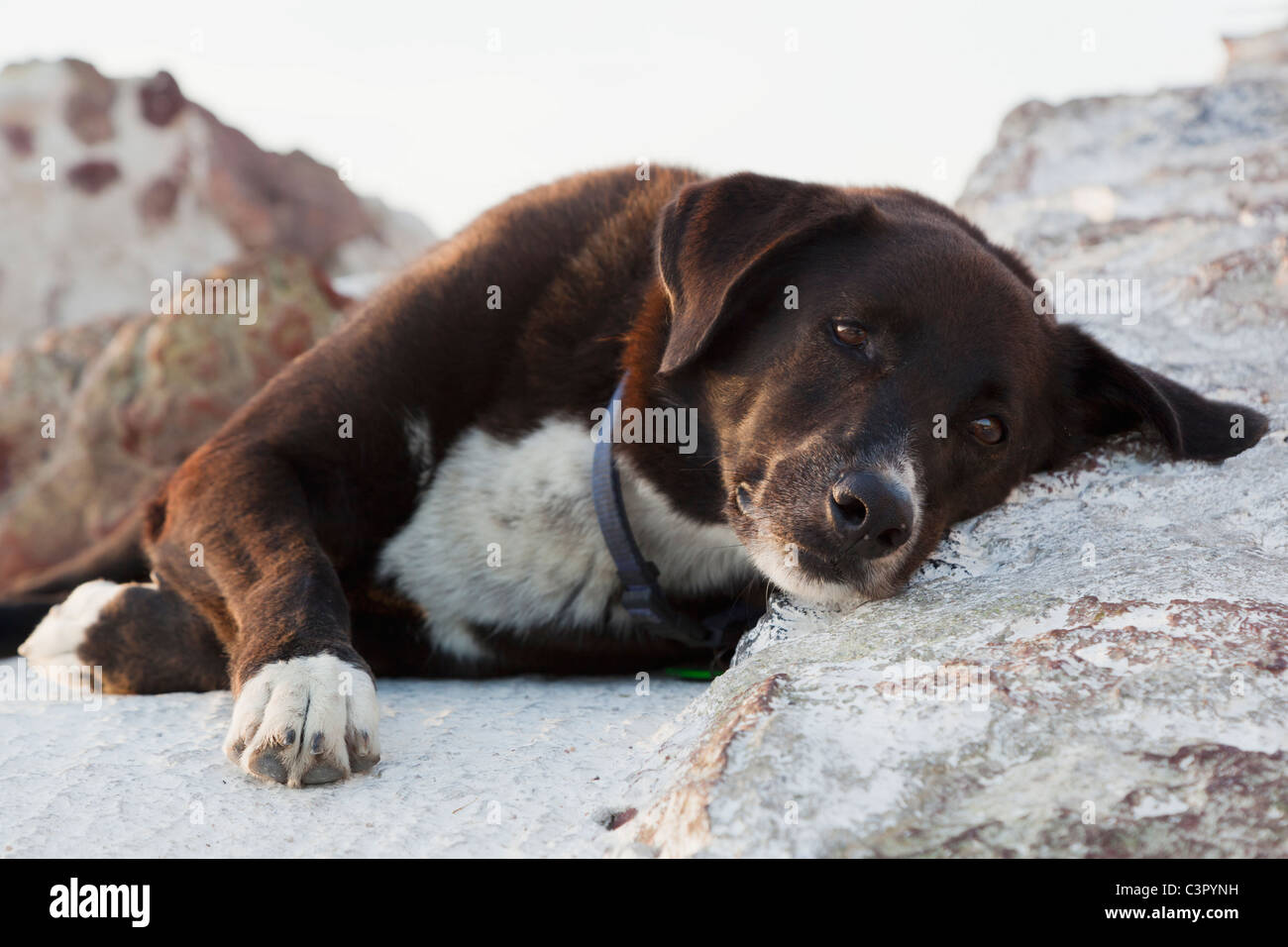 Europe, Greece, Cyclades, Santorini, Dog in the streets of Oia Stock ...