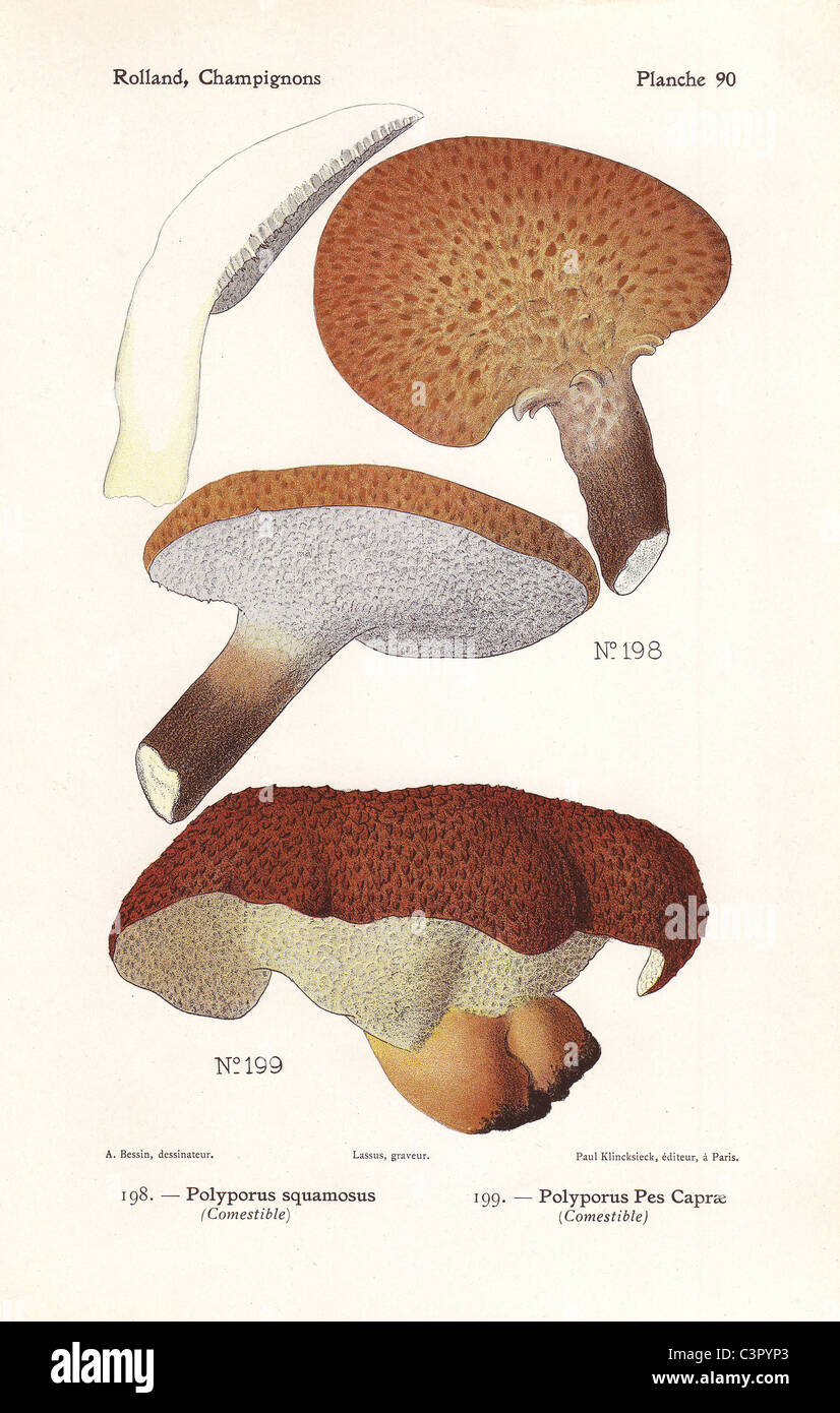 Edible mushrooms: Dryad's saddle, Polyporus squamosus, Polyporus pes ...