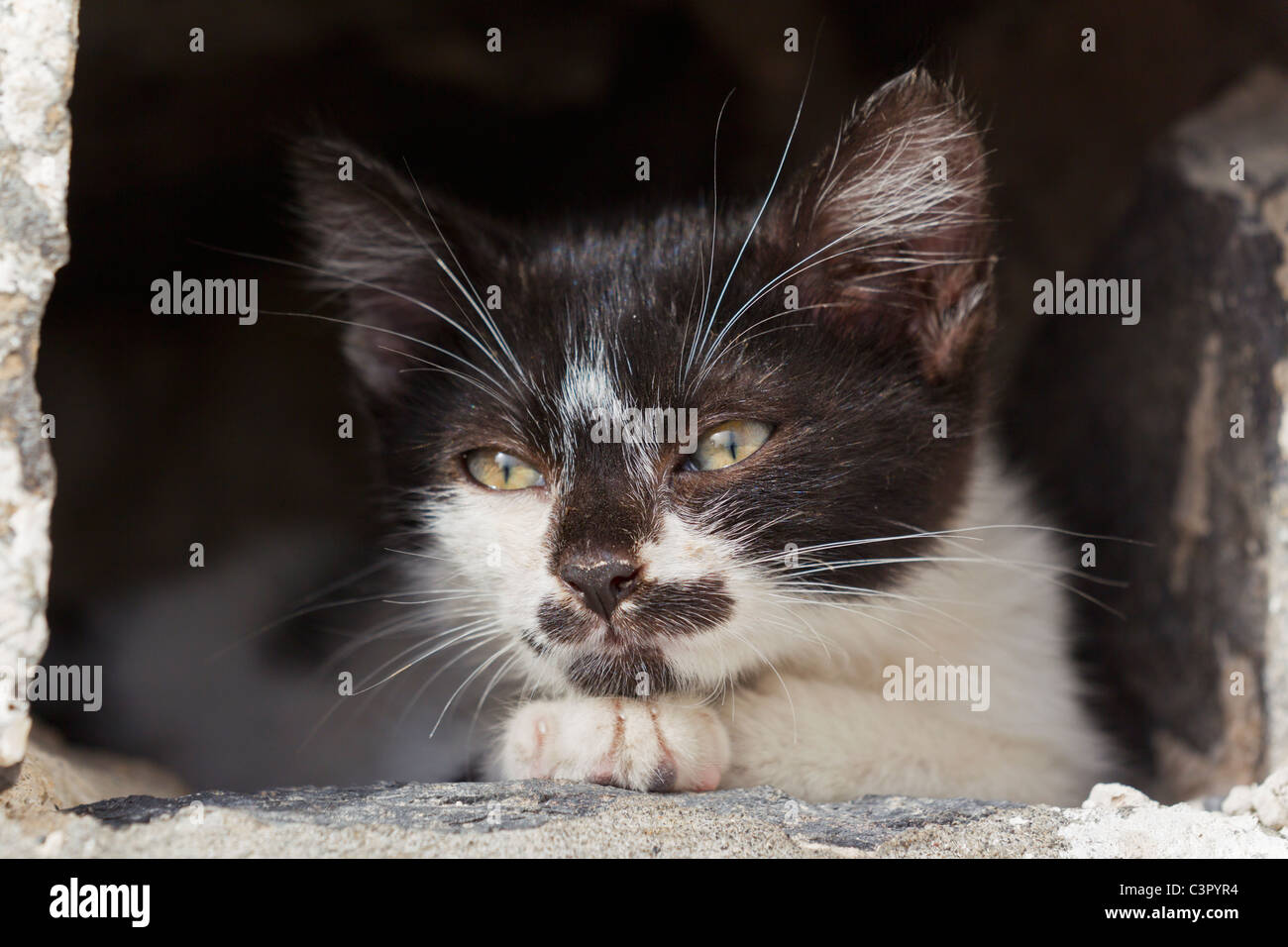 Cat Hole High Resolution Stock Photography and Images - Alamy