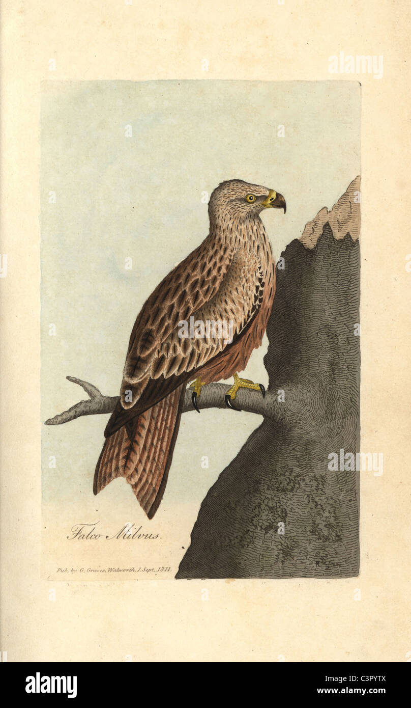 Kite, Milvus milvus Stock Photo - Alamy