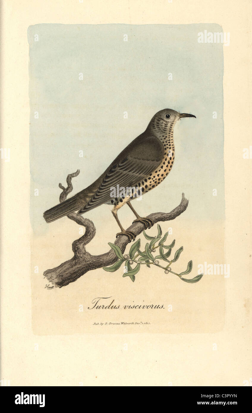 Missel thrush hi-res stock photography and images - Alamy