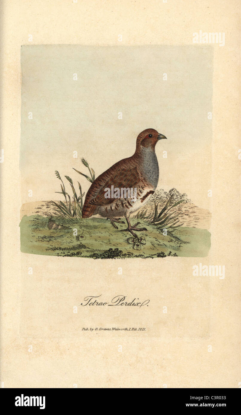 English partridge, Perdix perdix Stock Photo - Alamy