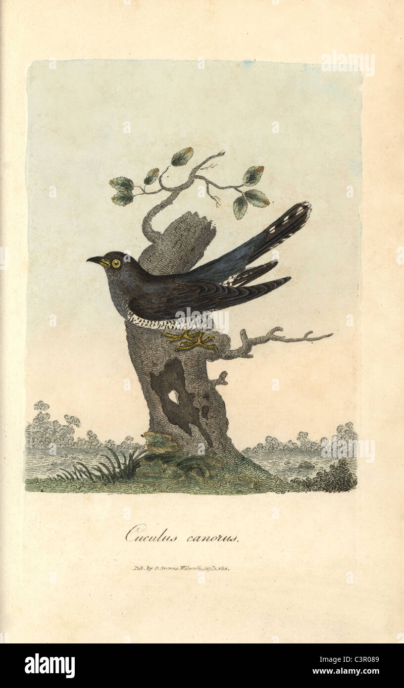 Cuckoo, Cuculus canorus Stock Photo - Alamy