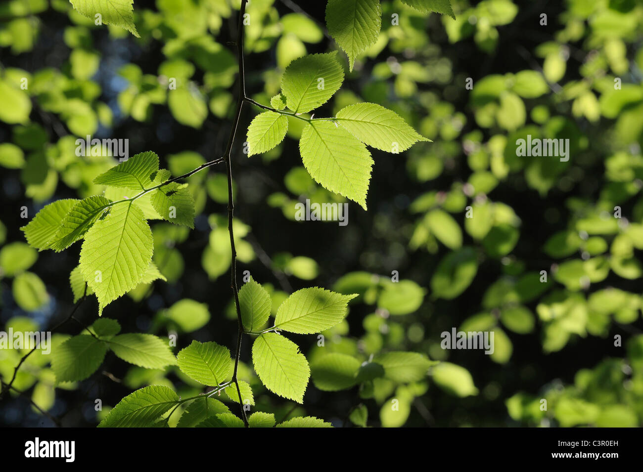 Germany, Bavaria, Elm tree, close-up Stock Photo - Alamy