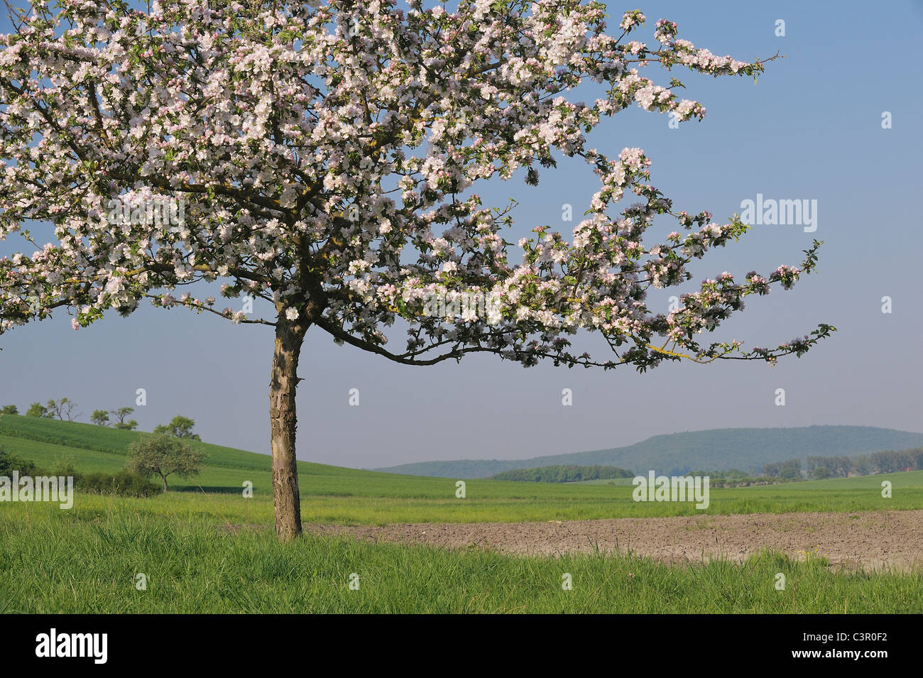 Germany, Bavaria, Apple tree blossom Stock Photo - Alamy
