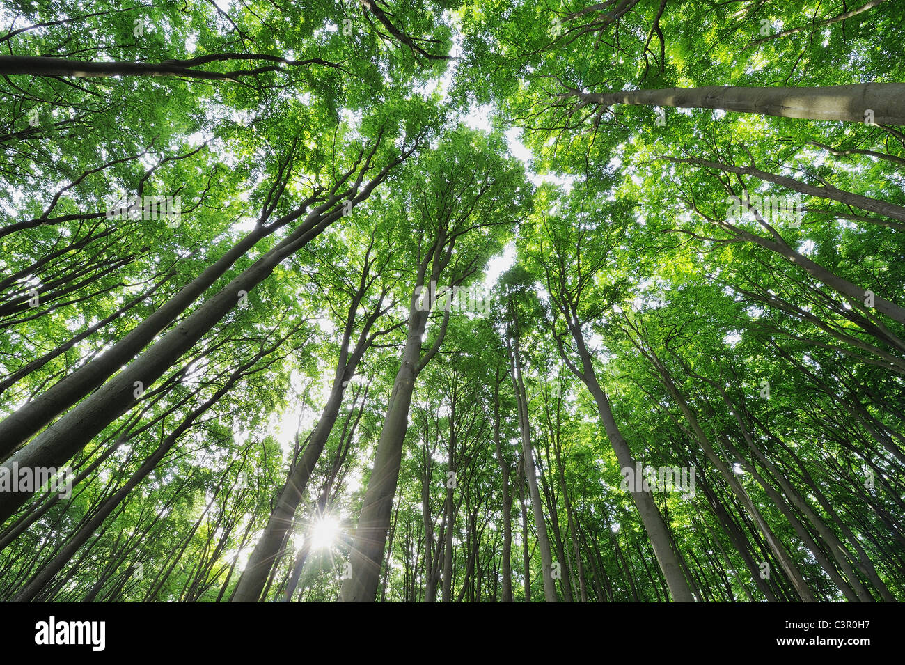 Mecklenburg-Western Pomerania, Ground view of beech trees in forest ...
