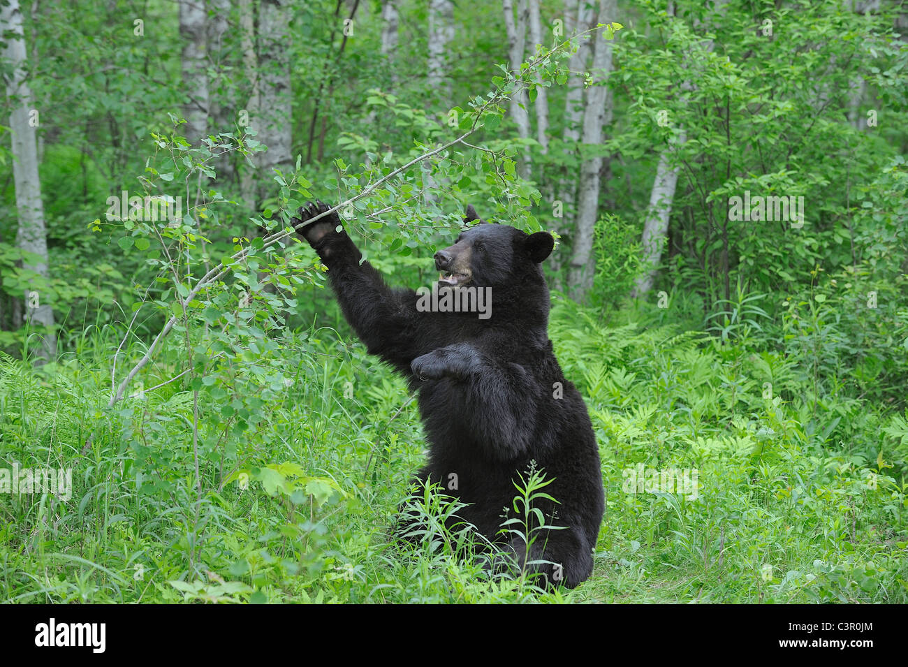Minnesota Black Bear