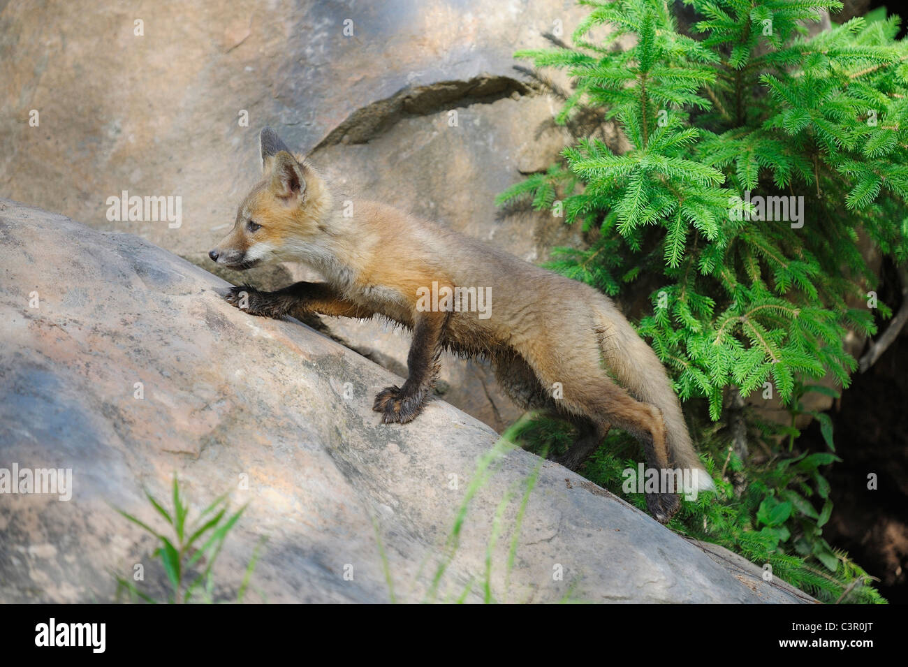Red fox walking on rock hi-res stock photography and images - Alamy