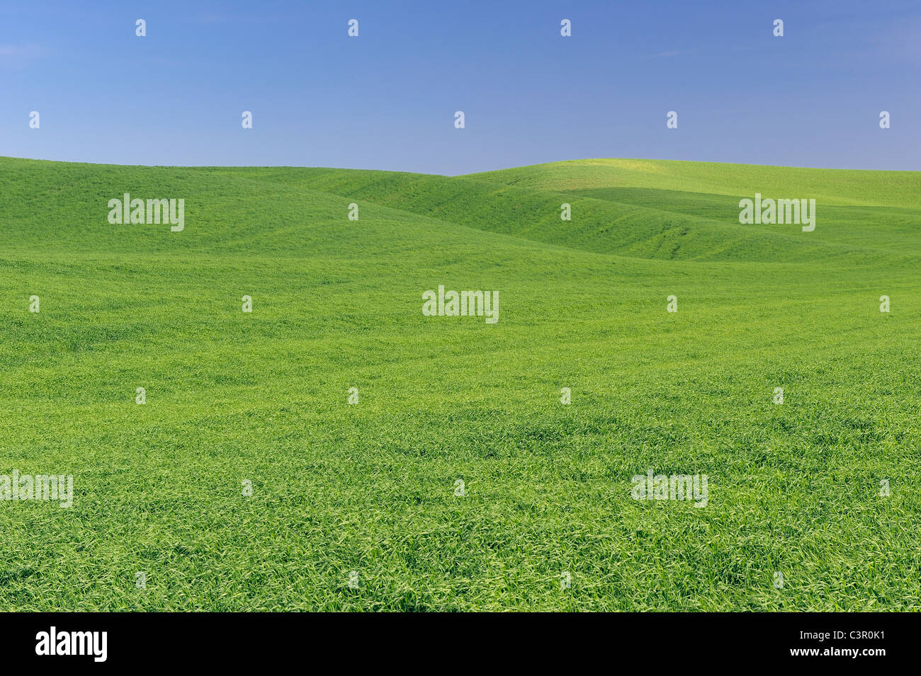USA, Washington State, View of wheat field Stock Photo - Alamy
