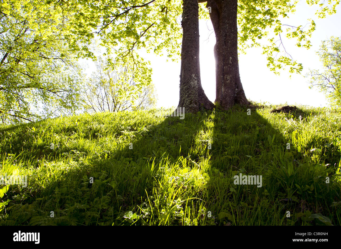 two trees in the morning light and shadows Stock Photo - Alamy