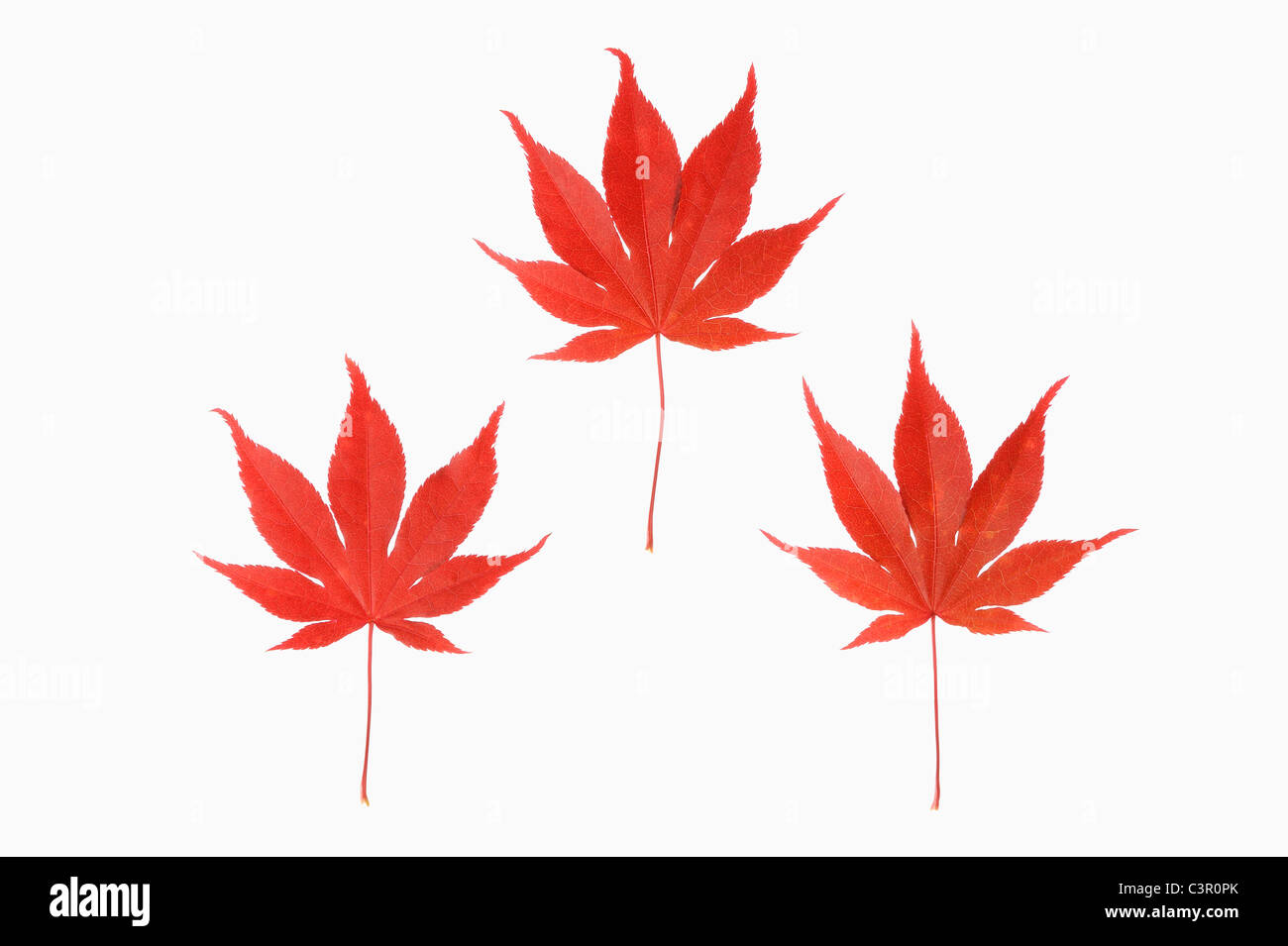Close-up of japanese maple leaf Stock Photo - Alamy