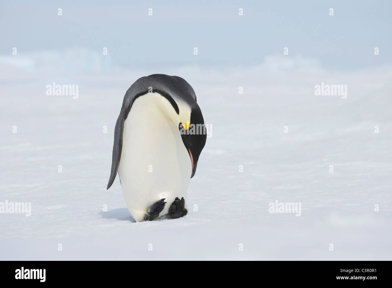 Antarctica, View of emperor penguin looking down Stock Photo - Alamy