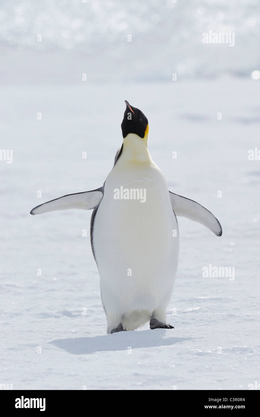 Antarctica, View of emperor penguin flapping its wings Stock Photo - Alamy